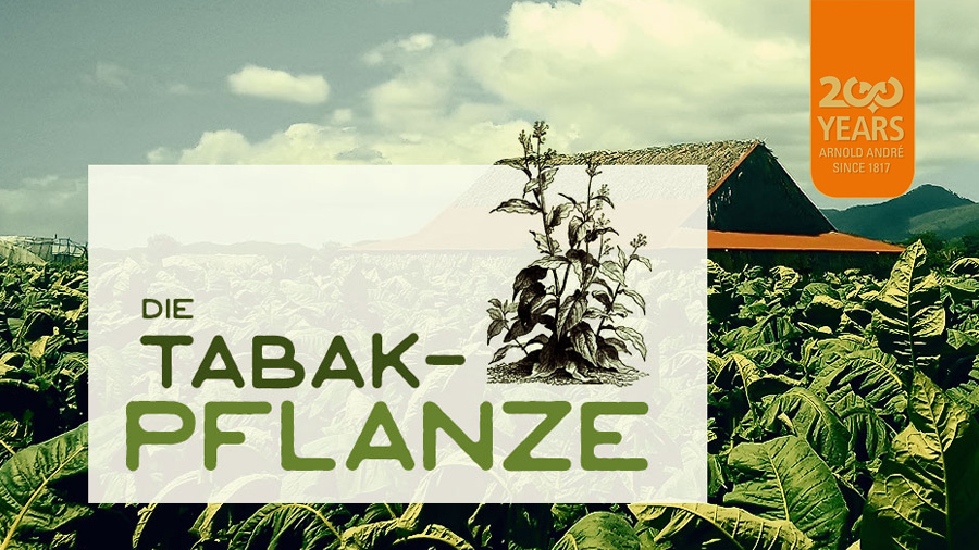 Tabakpflanze – Über Arten und Anbau von Tabak und Tabakpflanzen